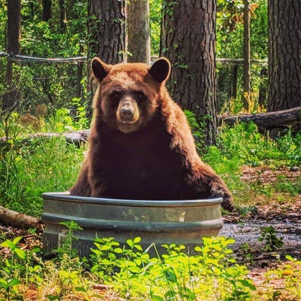 Chehaw Park & Zoo Albany GA | BMW of Albany