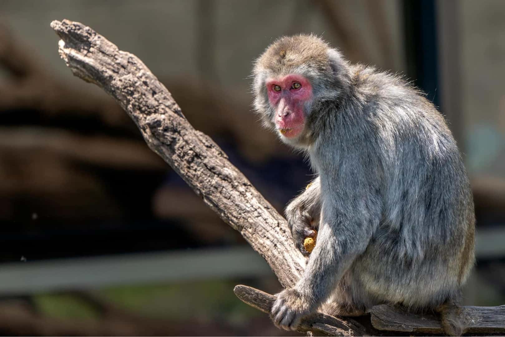Explore the Wonders of the Minnesota Zoo | Jeff Belzer's Dodge Ram